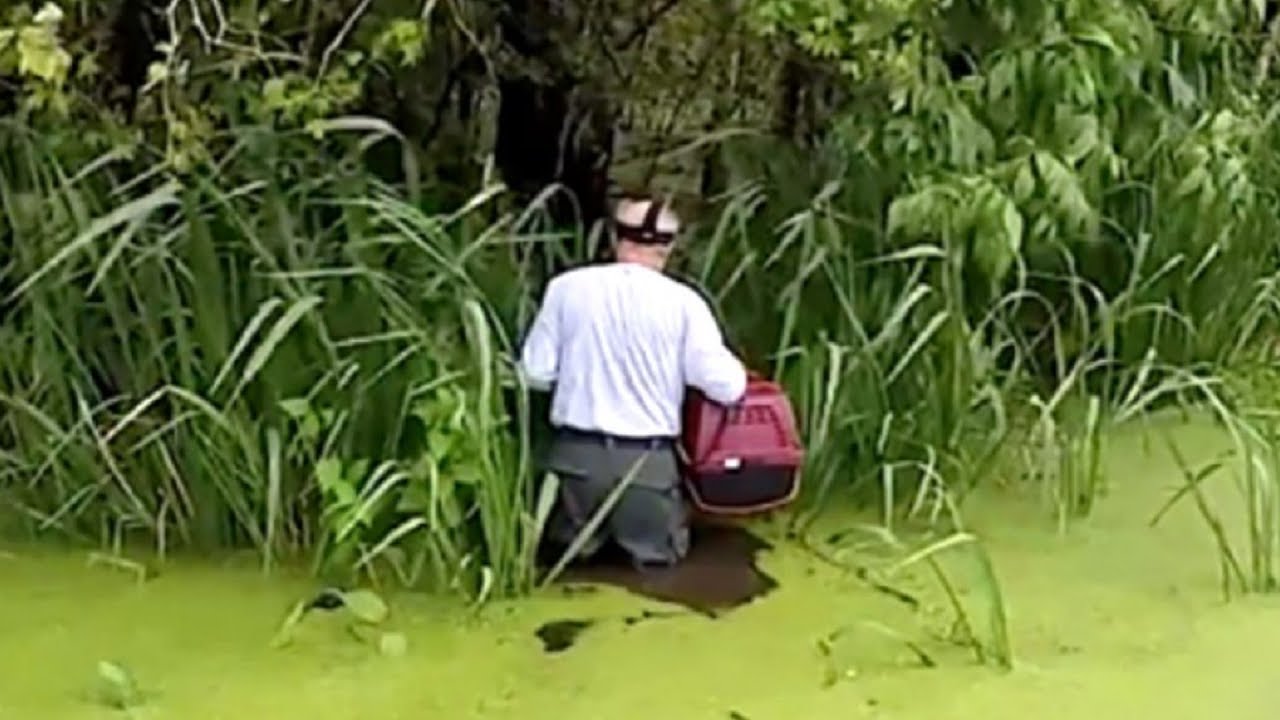Brave Man Wades Through Dangerous Swamp To Rescue A Desperate Animal ...