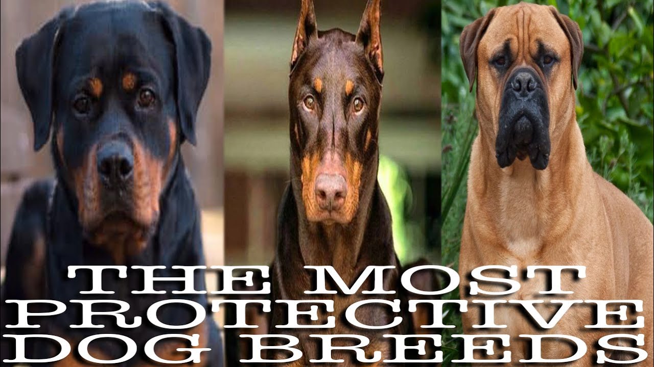 The Most Protective Dog Breeds - YouTube