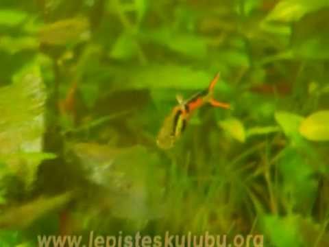Endler (Poecilia wingei) balıklarımızın kur görüntüleri