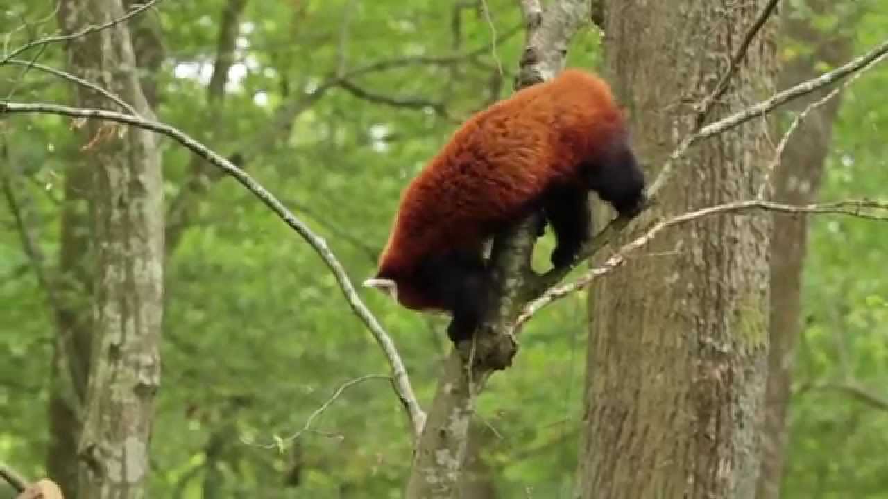 Panda Roux Dormant Dans Un Arbre Tableau Sur Toile Panda Paresseux