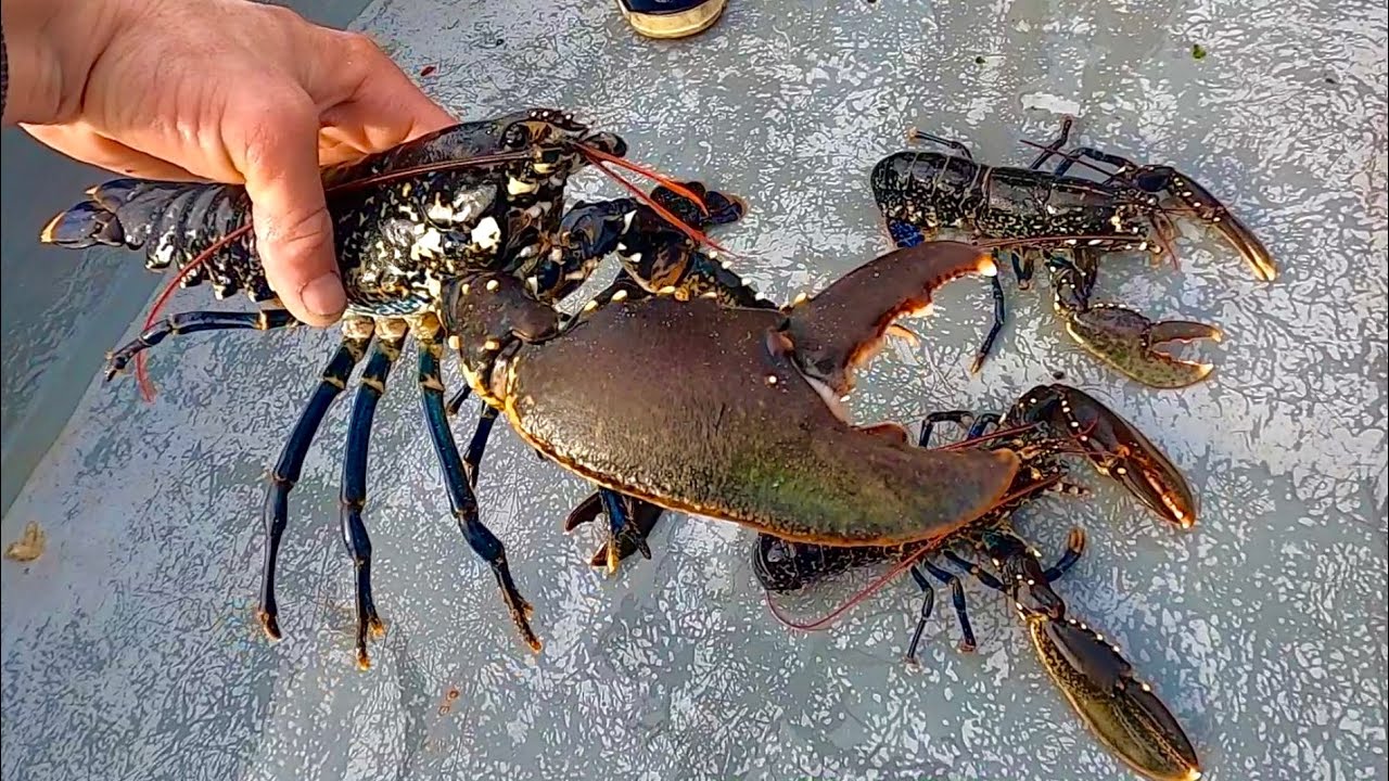 HAULING Lobster Pots - Big Lobster ! Catch Clean Cook - YouTube