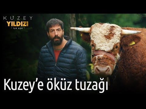 Kuzey Yıldızı İlk Aşk 8. Bölüm - Kuzey'e Öküz Tuzağı