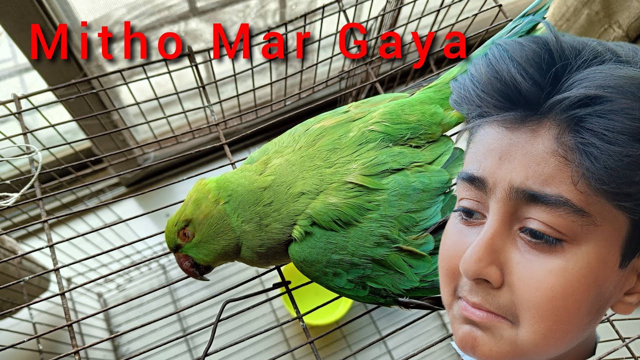 MY FIRST VLOG | Mitho Mar Gaya | Mitho Mitho | Main Tota Main Tota ...