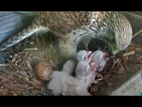 Live Stream Nest Cam Kestrel Nest Box, Torenvalk Nestkast 20250529 ...