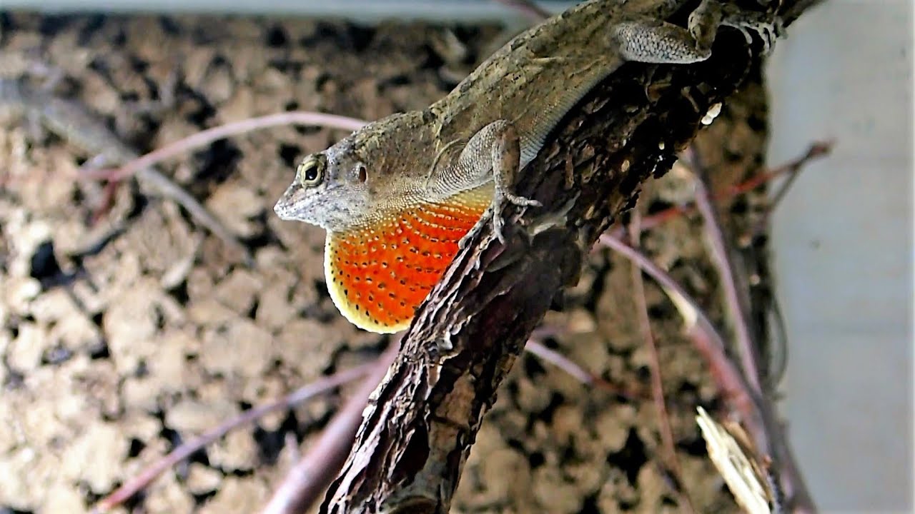 Anole mating and showing territorial behavior || Anolis Paarung und ...