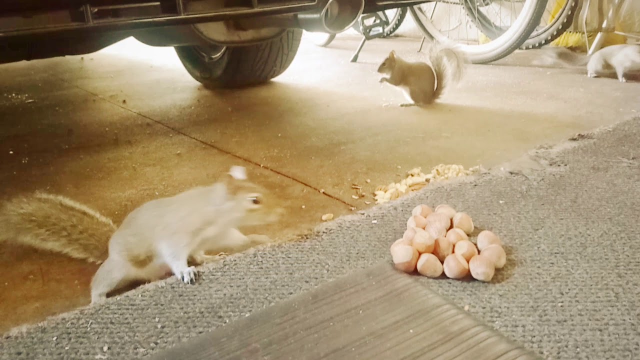 Thursday Squirrels Stories - YouTube