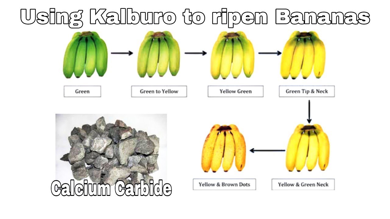 Part-1 Lazy Farmer | First time using Kalburo to ripen Bananas 🍌 - YouTube