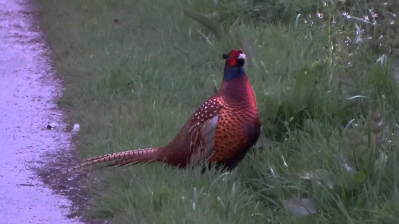 Pheasant Evening Call / Fazant Avondroep (Phasianus Colchicus) - YouTube