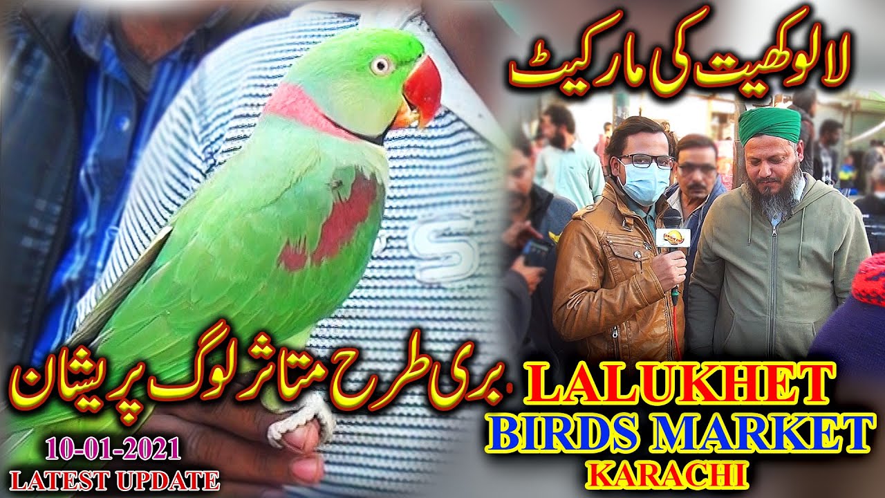 Lalukhet Birds Market Karachi 10-1-2021 Latest Updates - YouTube