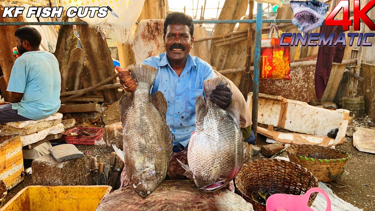WILD SEA KODUVA FISH 🔥🔪KASIMEDU FISH CUTTING🔪@kffishcuts8652 - YouTube