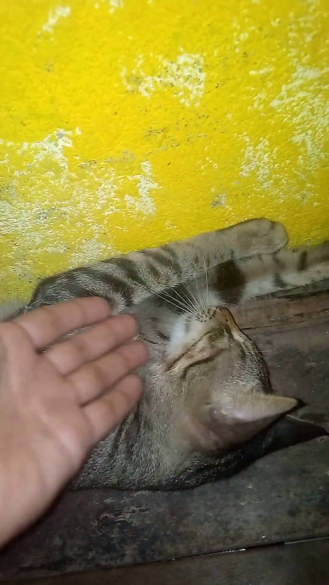 Muning//#cat #324//pls subscribe 🙏 ️🐈 - YouTube