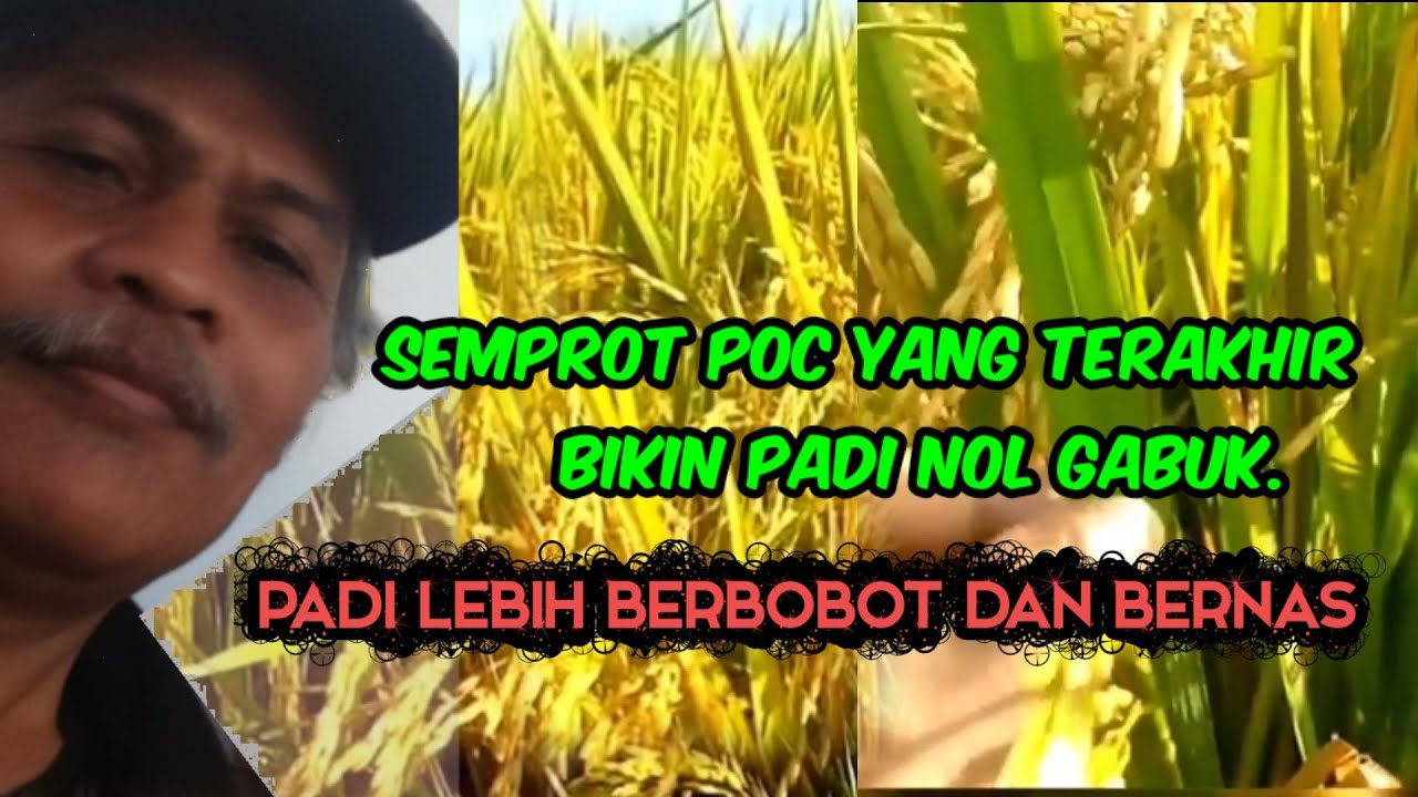 Penyemprotan POC terakhir untuk bikin padi NOL GABUK #organicfertilizer ...