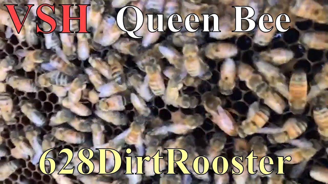 Breeder Queen Escapes, I Crap My Pants, Queen Comes Home. VSH - YouTube