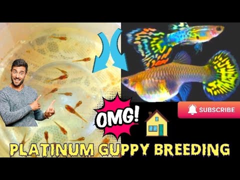 Platinum Guppy Breeding: Tips & Tricks! - YouTube
