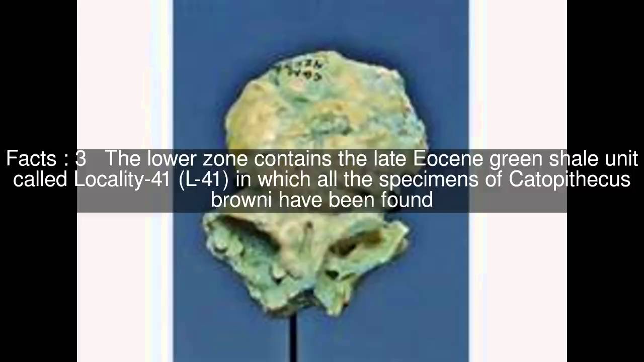 Catopithecus Top #5 Facts - YouTube