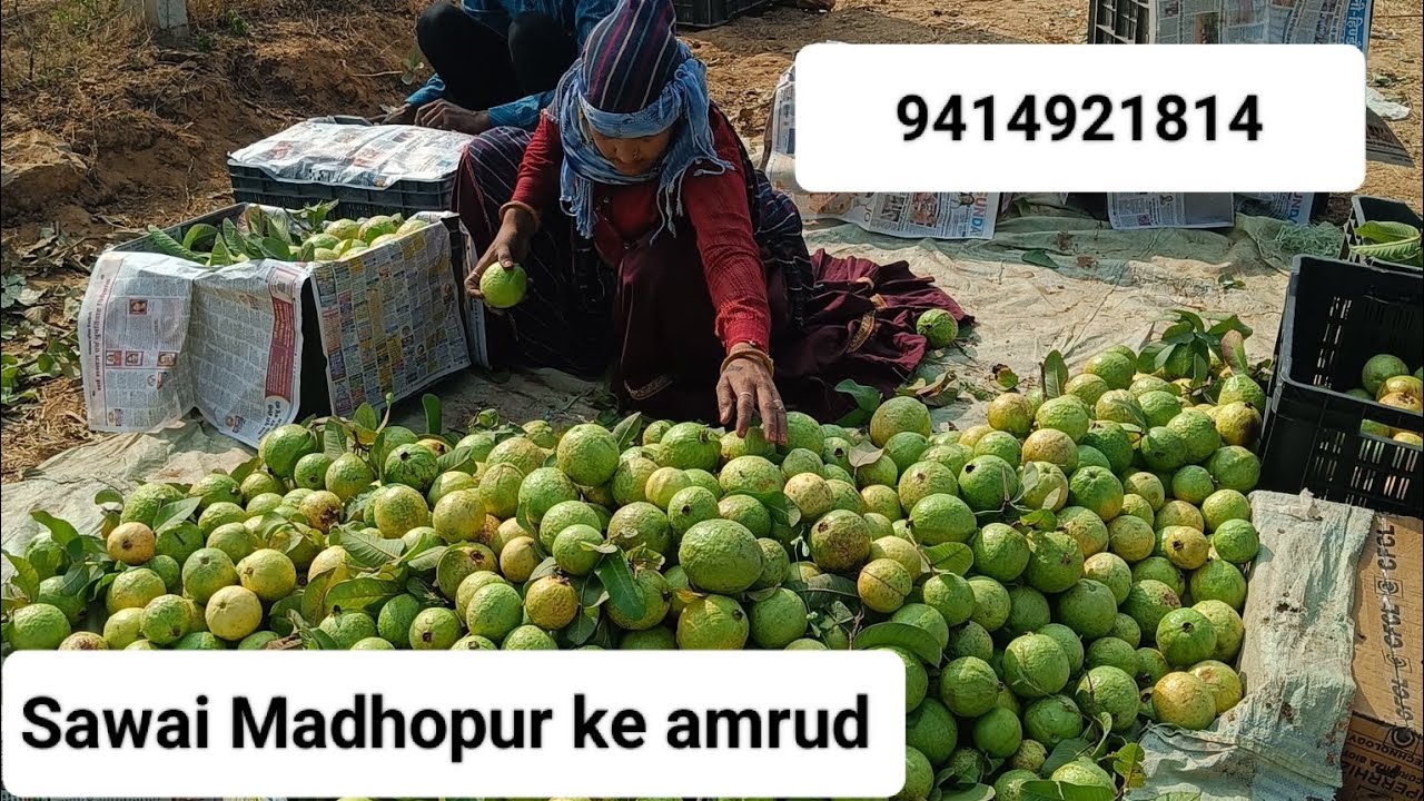 18 December 2024, Sawai Madhopur ka amrud #fruit #sawaimadhopurapp # ...