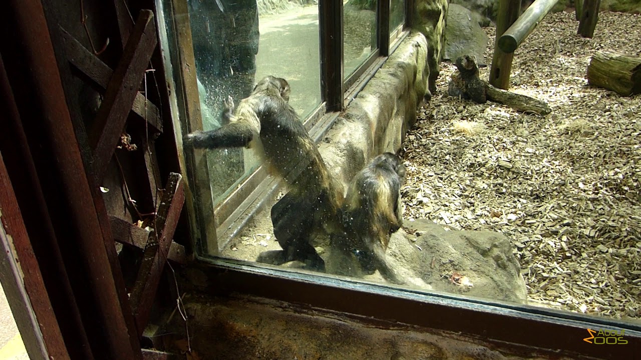 Capuchin monkeys are trying to escape their enclosure at Colchester Zoo ...