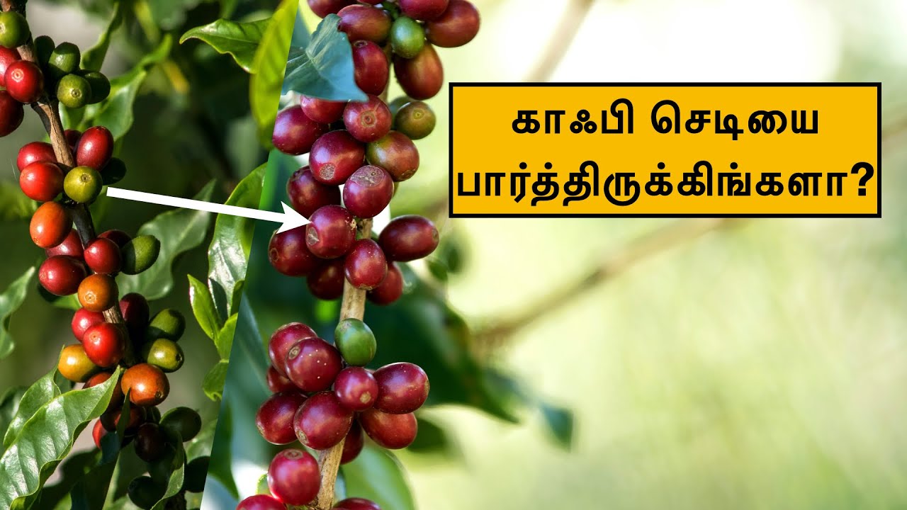காஃபி செடி|Arabica Coffee plant|Coffee plant in tamil|Arabica coffee ...