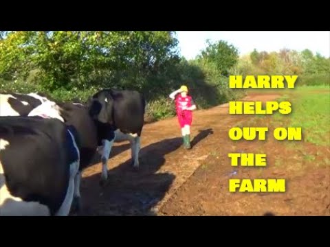 HARRY HELPS OUT ON THE FARM - YouTube