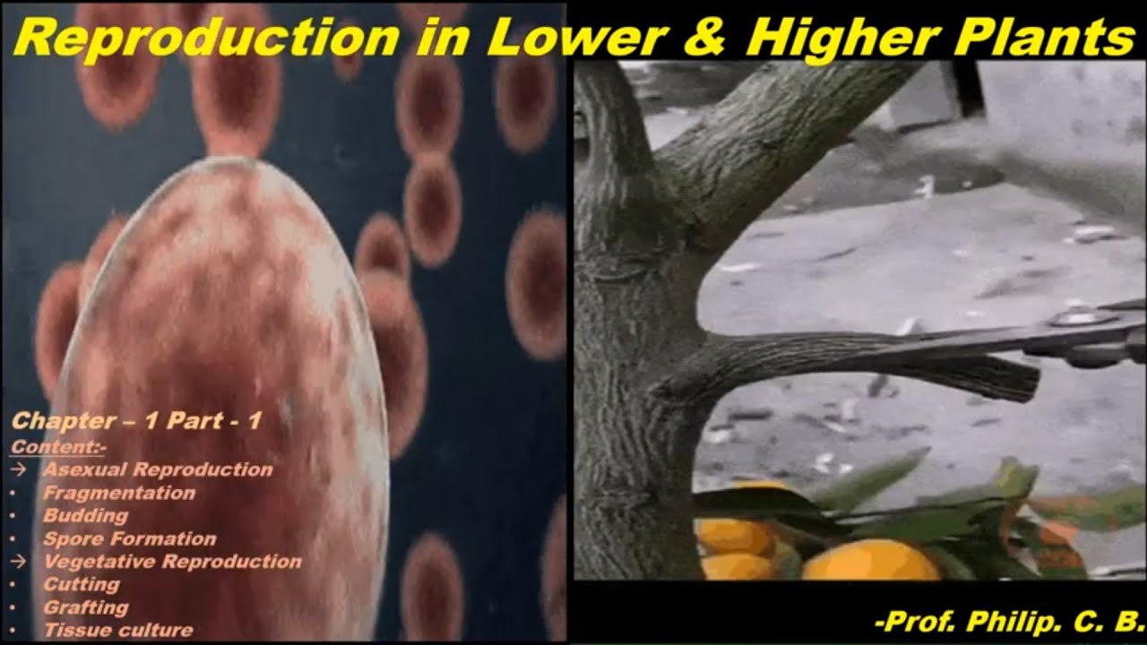 Class 12th | Reproduction in Lower and Higher Plants Part-1 | Asexual ...