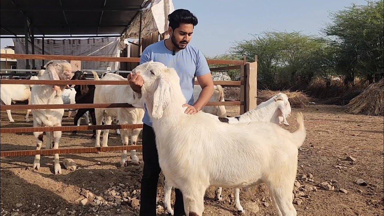 Heavy Size Big Khassi Bakre At Hira Exotica Pipad Jodhpur. - YouTube