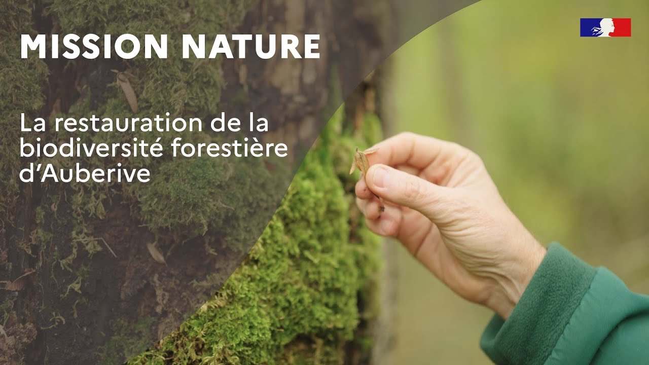 Mission nature : la restauration de la biodiversité forestière d ...