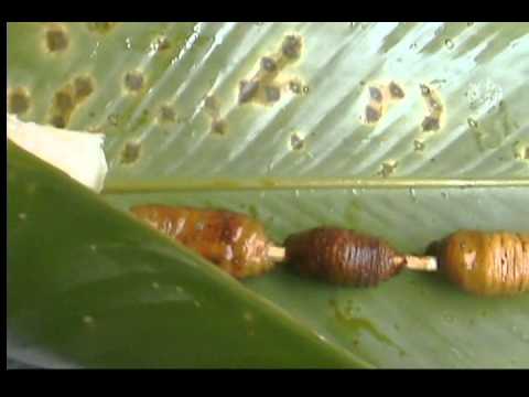 CHONTACURO 2.wmv - YouTube