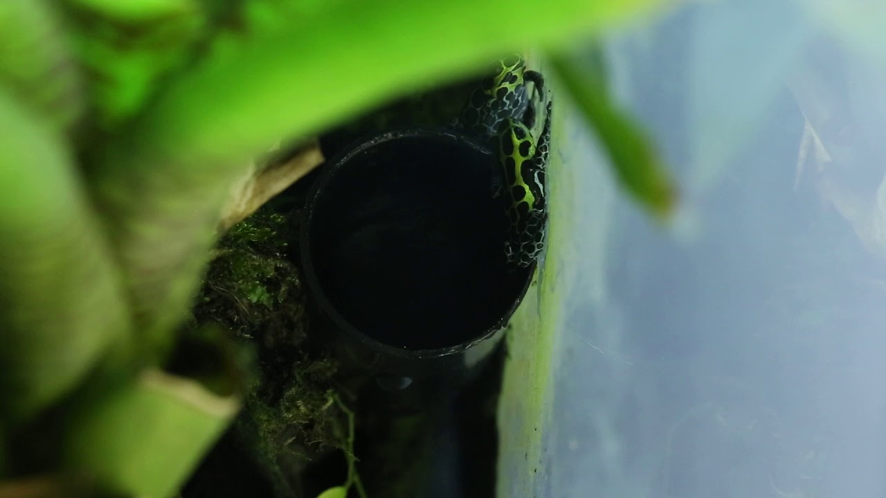 R. variabilis courting - YouTube