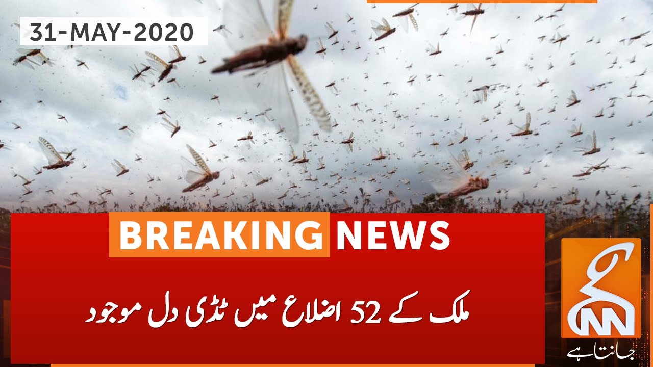 Locust swarms have been spotted in 52 districts of Pakistan | GNN | 31 ...