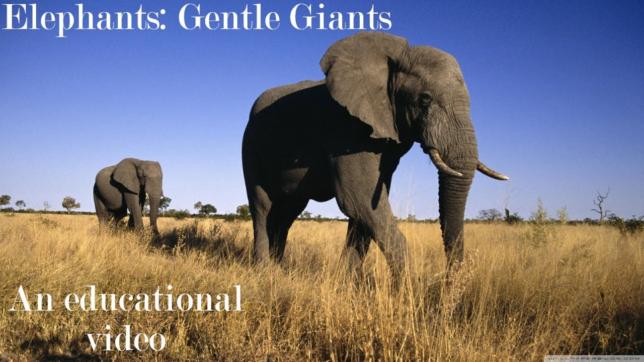 Elephants: Gentle Giants - A Short Educational Video - YouTube
