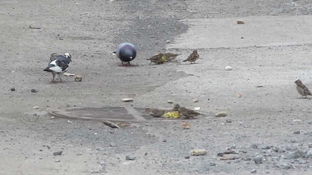 Hungry Birds - YouTube