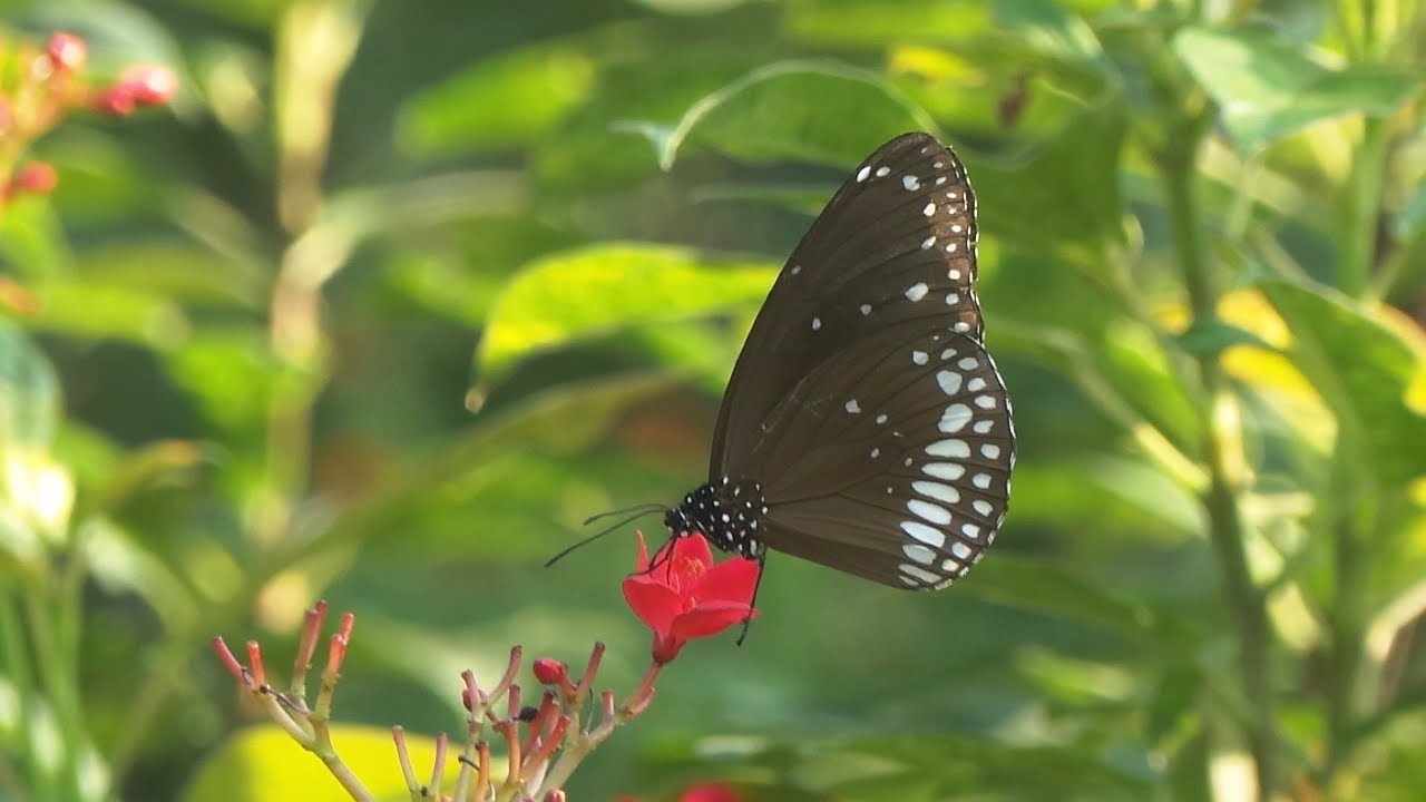 World most beautiful butterfly - YouTube