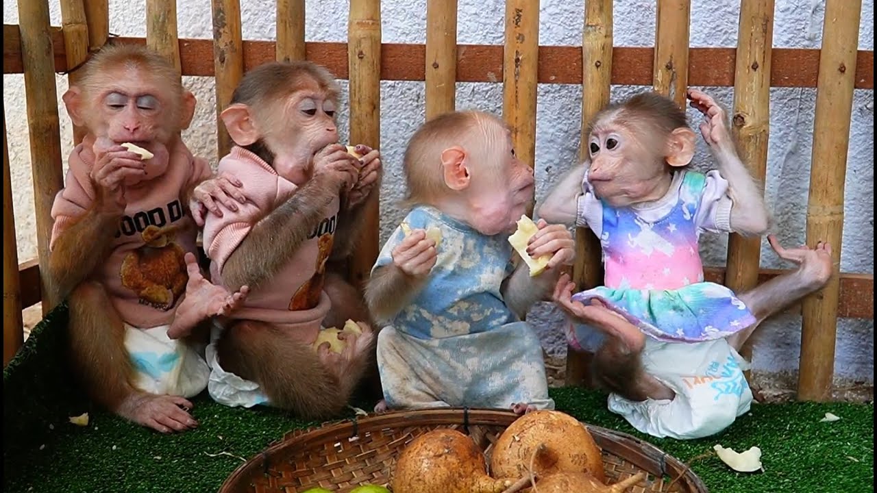 Bad day with kapov annoy 3 brother eating soon Aroy catch but mom ...