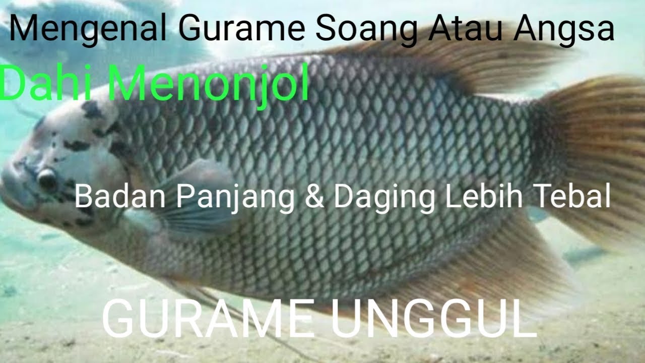 Budidaya Gurame||Jenis Ikan Gurame Soang - YouTube