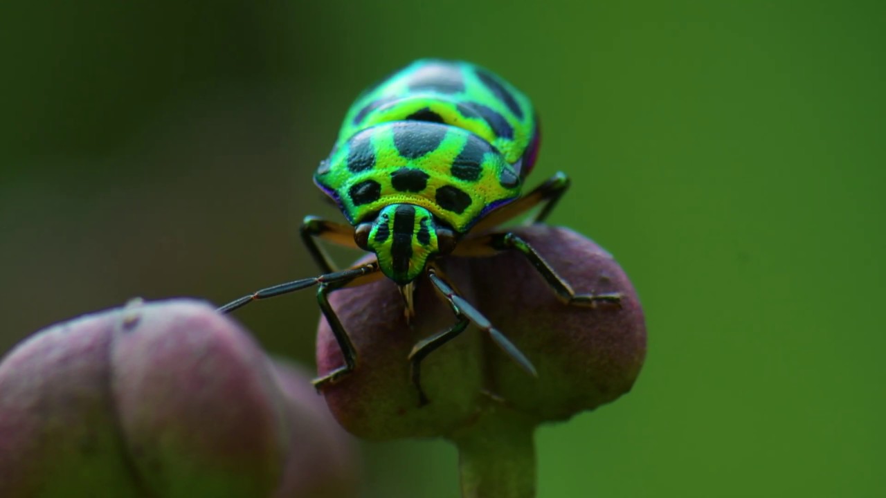 Some people call it the fart beetle/Latin name: Scutelleridae/ do you ...