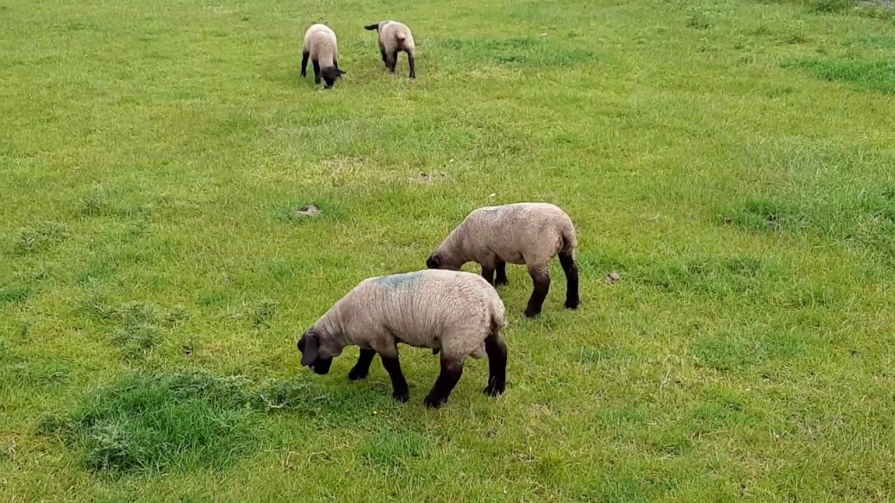 I Am The Good Shepherd John 3 11 21 YouTube