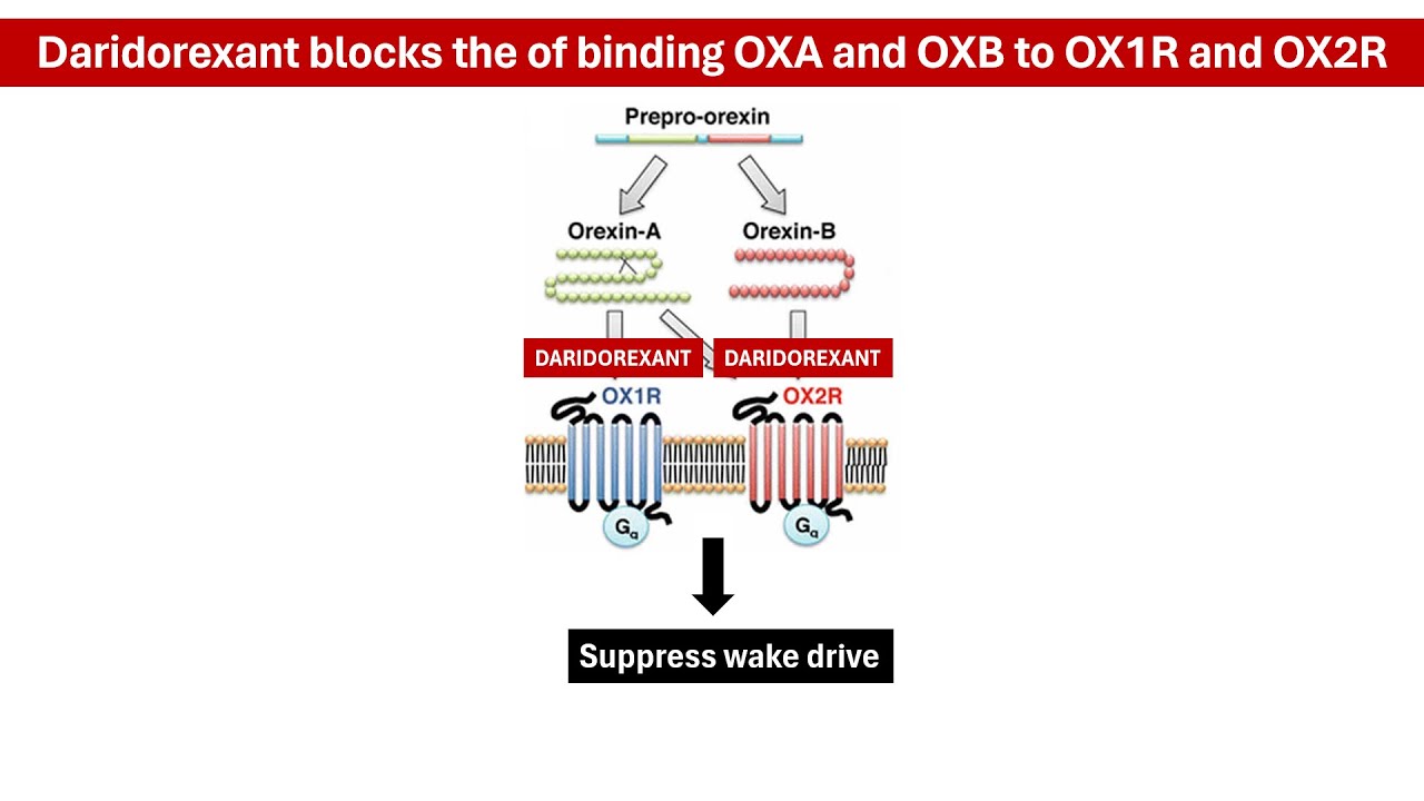 Unlocking Sleep: The Science Behind Daridorexant and Its Role in ...