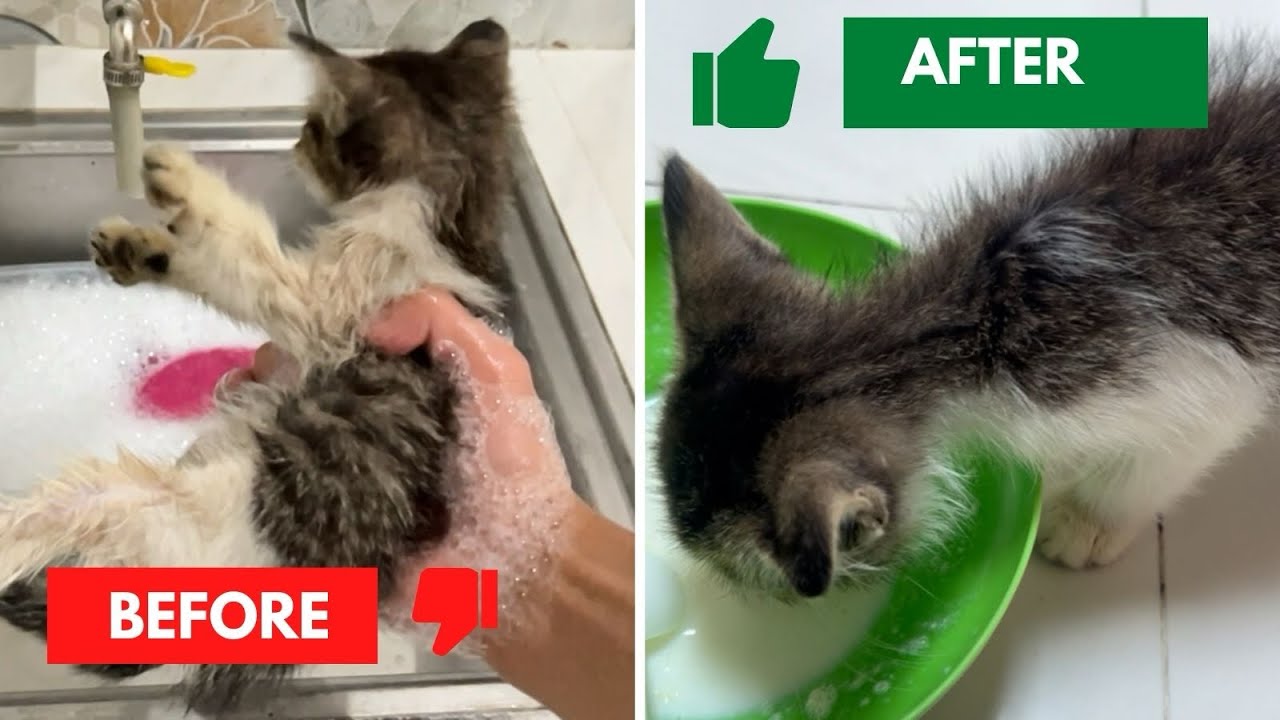 Street Kitten Rescue: Bathing, Caring, Feeding, and Providing Comfort ...