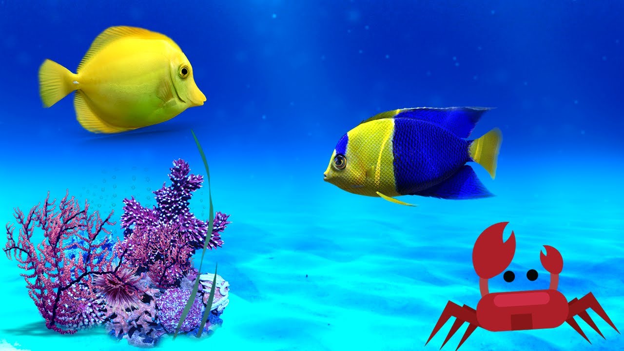 Ocean Adventures Playlist Part 1 | Learning Videos for Infantiles ...