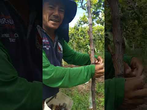 Enxertia por "ENCOSTIA", brilhante, com excelente qualidade na brotação ...