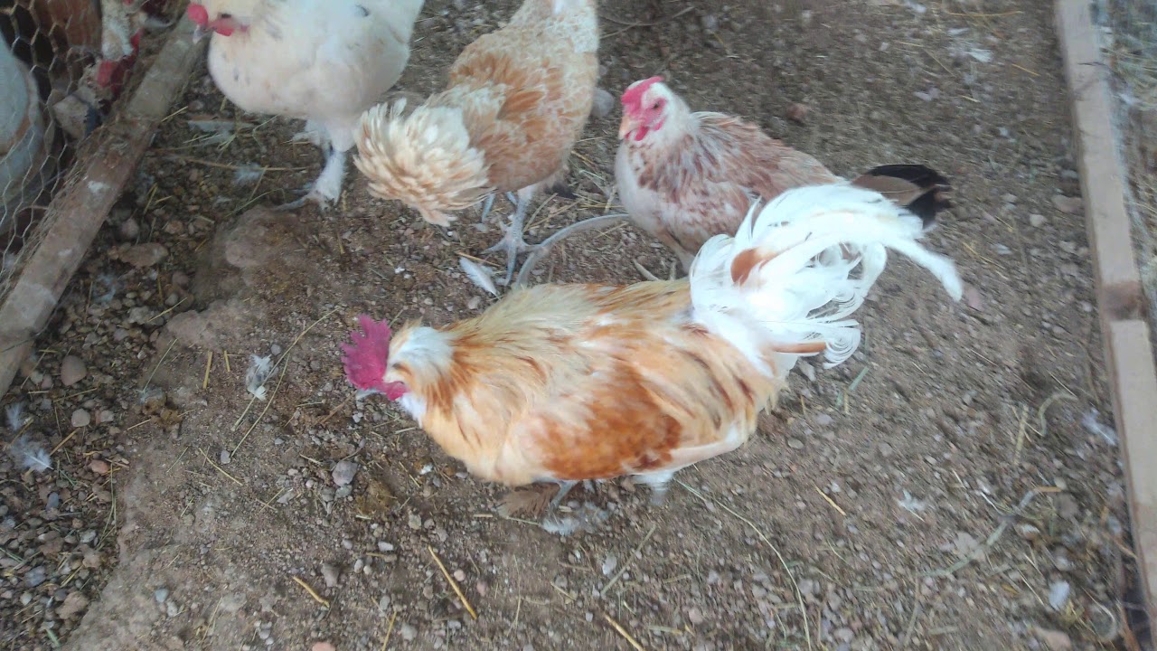 Gallina polaca las copetonas - YouTube