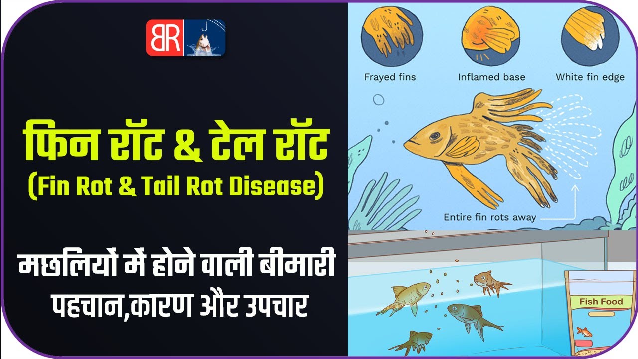 Fin Rot & Tail Rot Disease | Machli Bimar Ho Jaye To Kya Kare | Fish ...