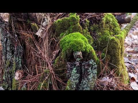 Stump Jam, by Small Brian (Jim and Kev) - YouTube