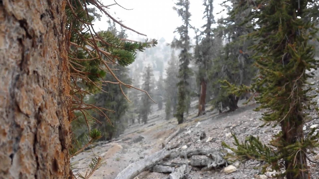 stuck in the Forest due to hail storm - alone in the woods - YouTube