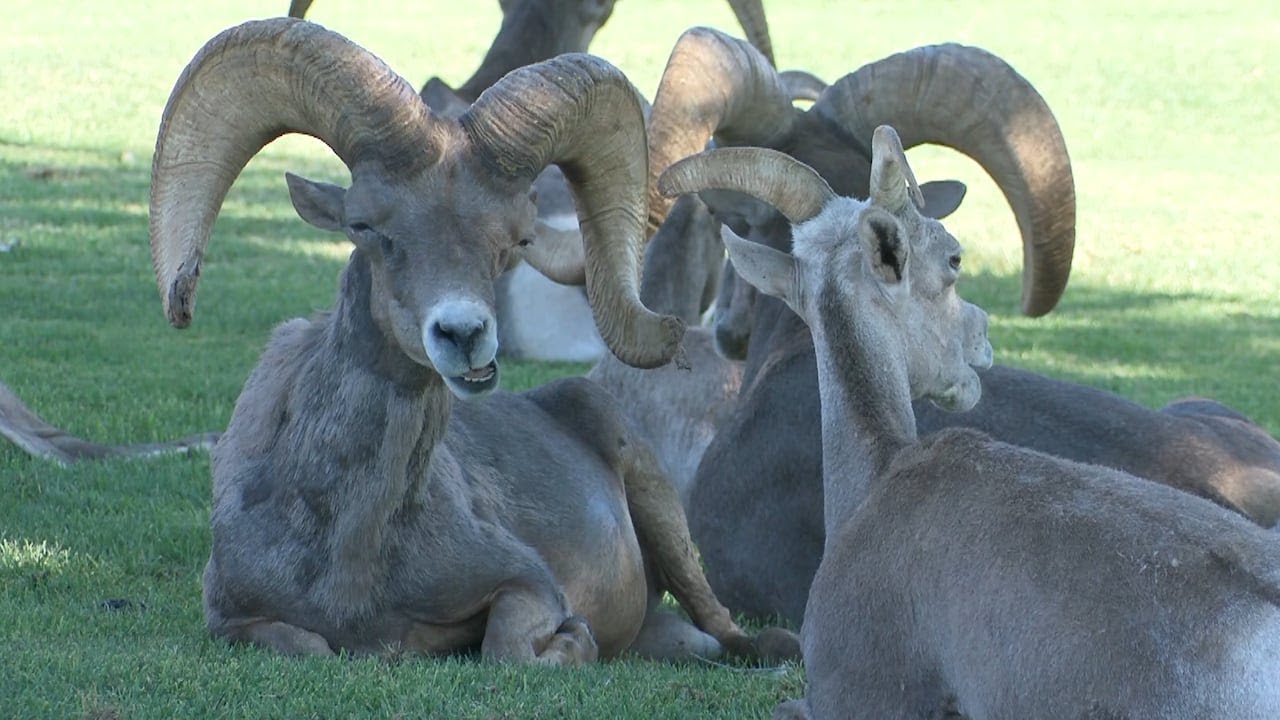 Wildlife officials monitor dwindling bighorn sheep population at ...