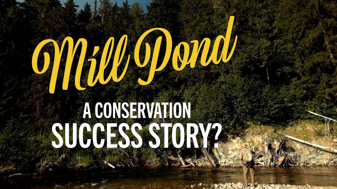 Mill Pond - A Conservation Success Story? - YouTube