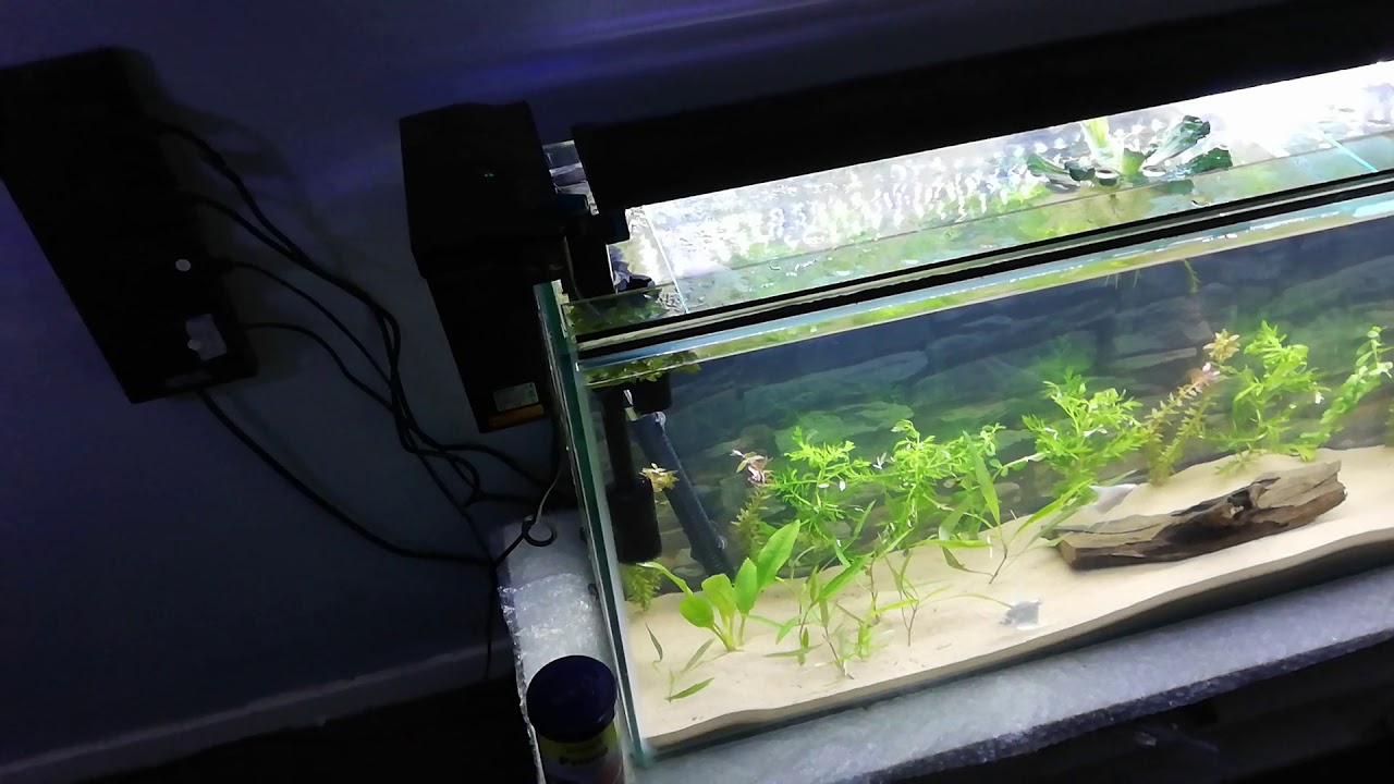 Latest project 4ft angel tank. Filter HOB 500 uv by all Pond Solutions ...