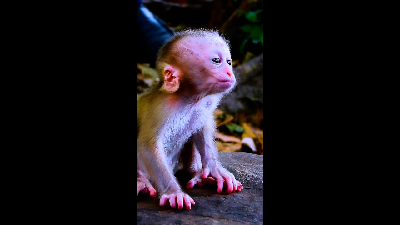 Baby Jenifer tries to ask mom Jolie to bring with her and look so cute ...