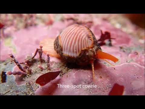 Summer Rock Pools in Looe - YouTube