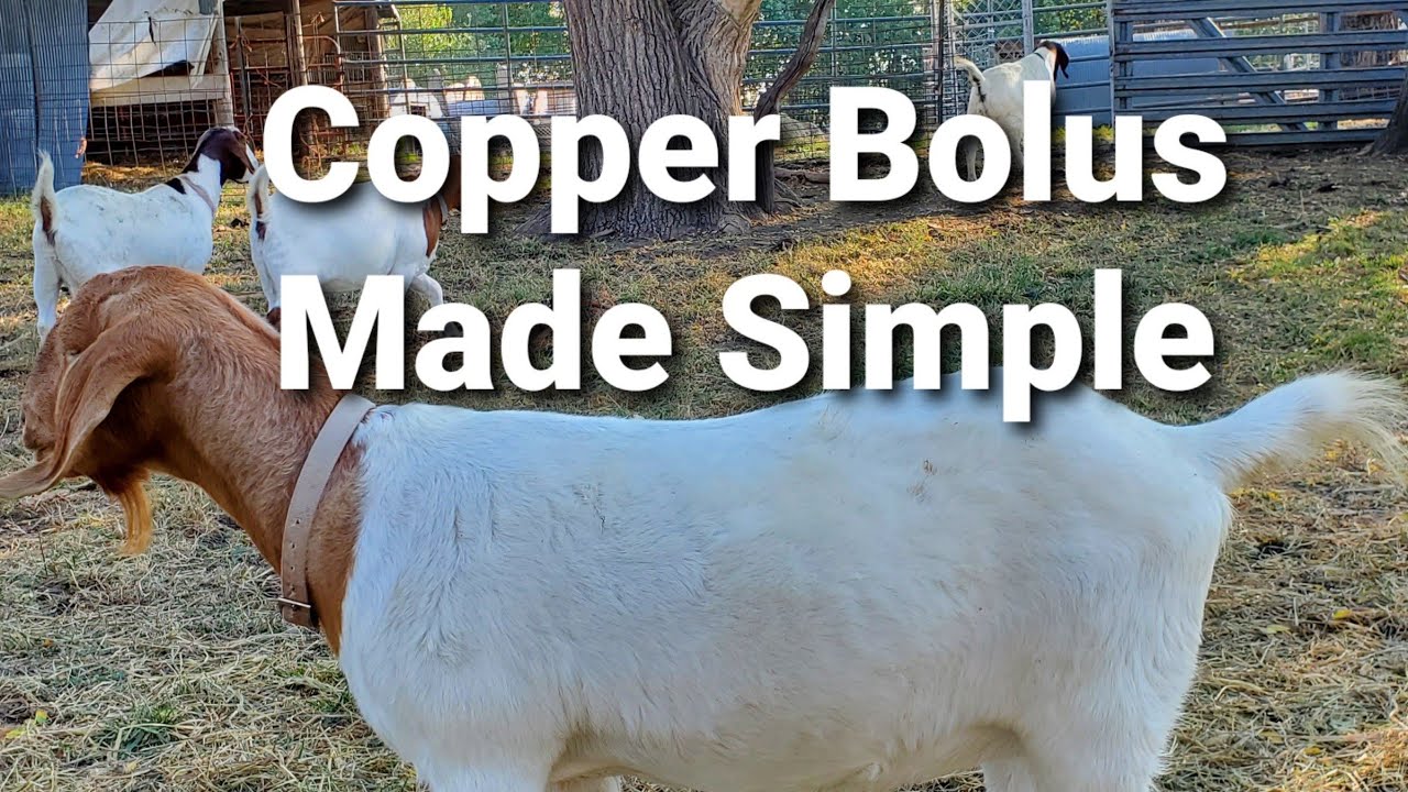 Copper Bolus Goats Made Simple vlog 27 - YouTube